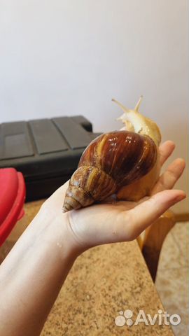 Улитка ахатина бесплатно