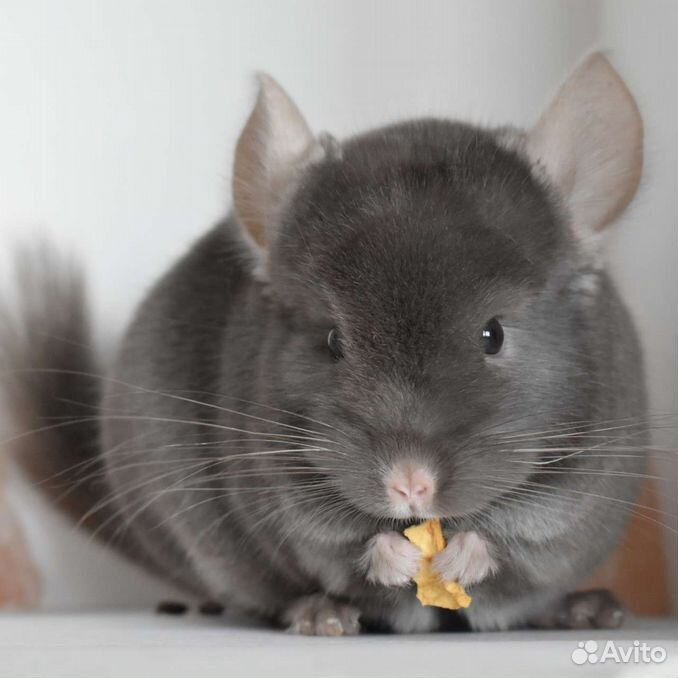 Шиншилла мальчик