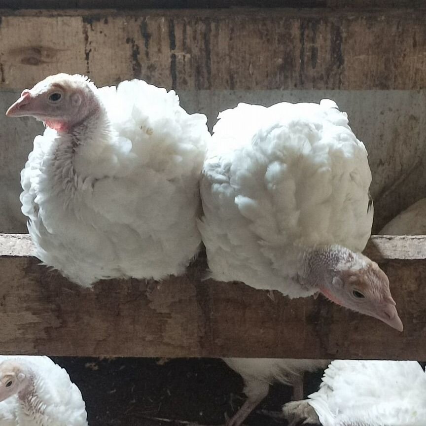 Индюки биг 6