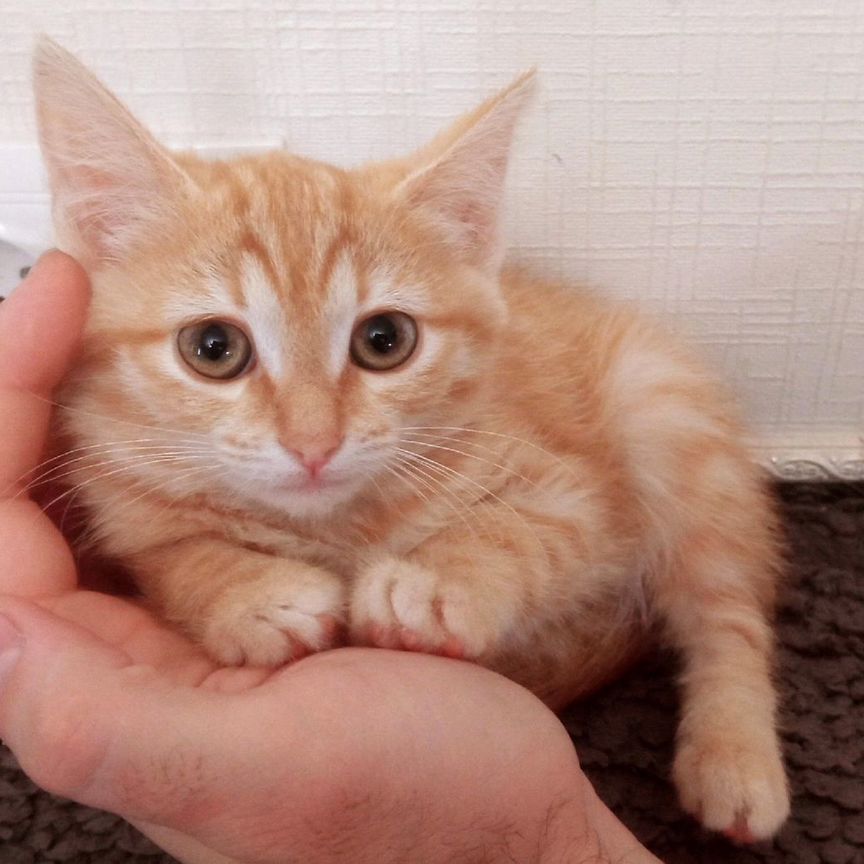 Котёнок Карамелька ищет дом