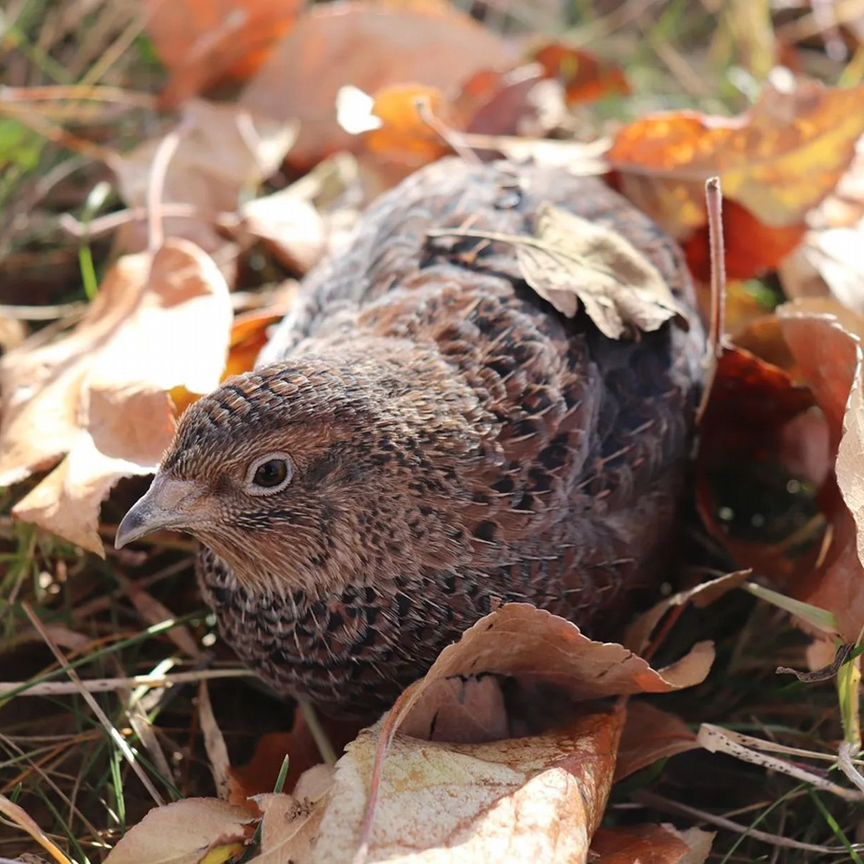 Перепела широкий выбор