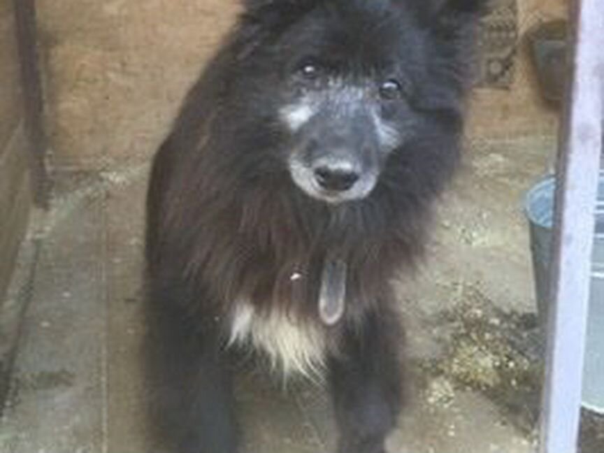 Смешной лохматый Мишка уже ни на что не надеется