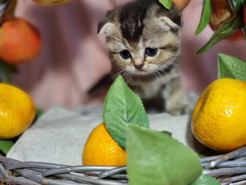 Шотландские котята
