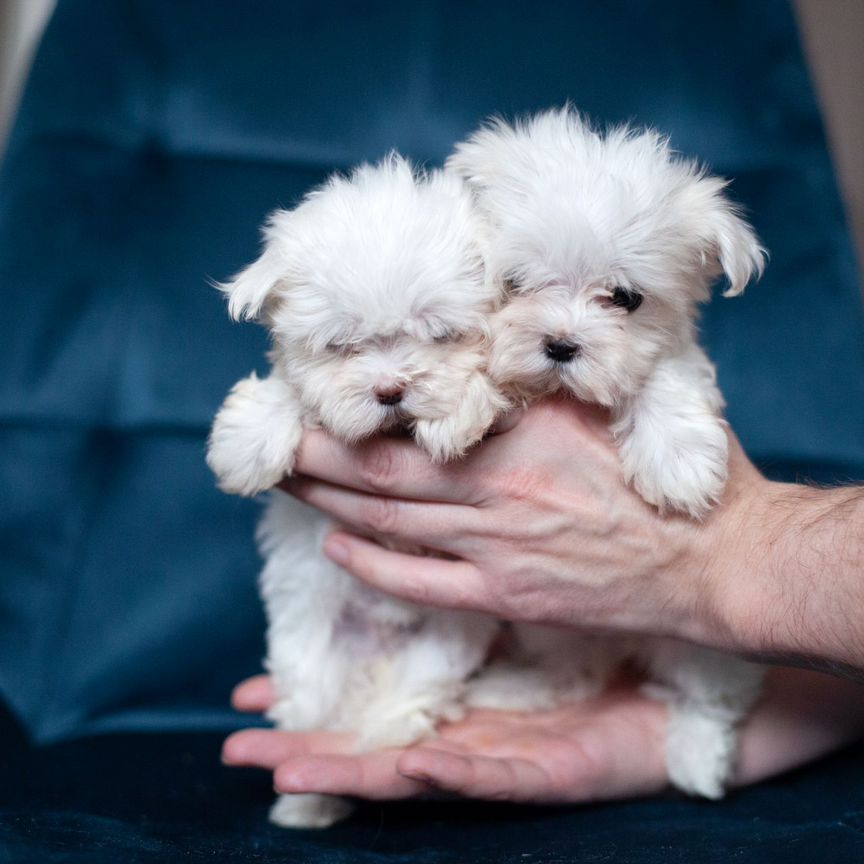 Мальтийская болонка щенки