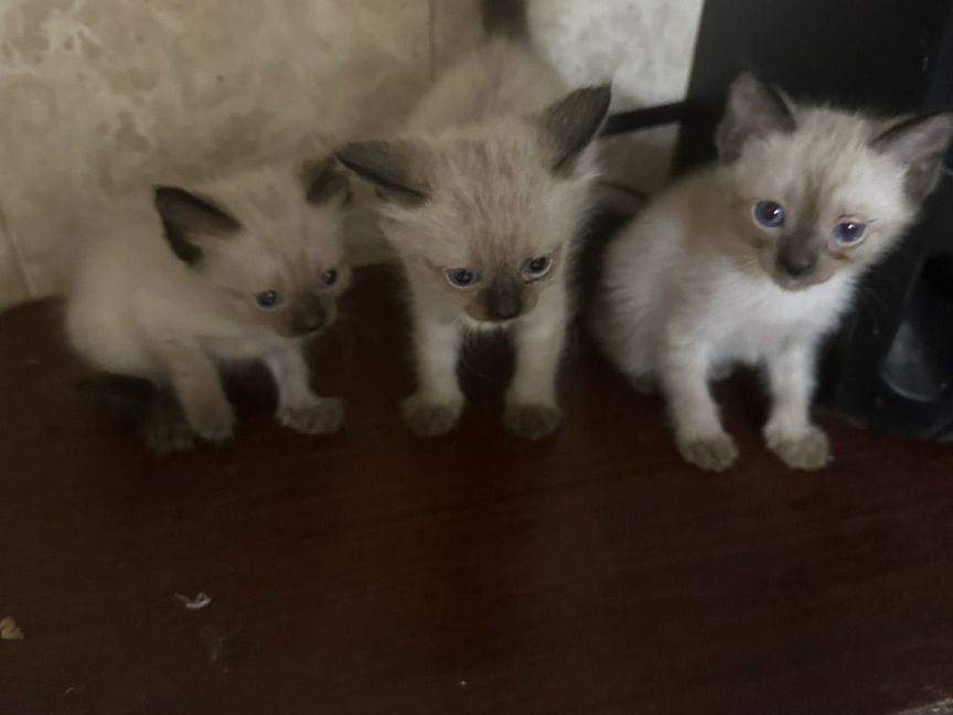 Продам сиамских котят