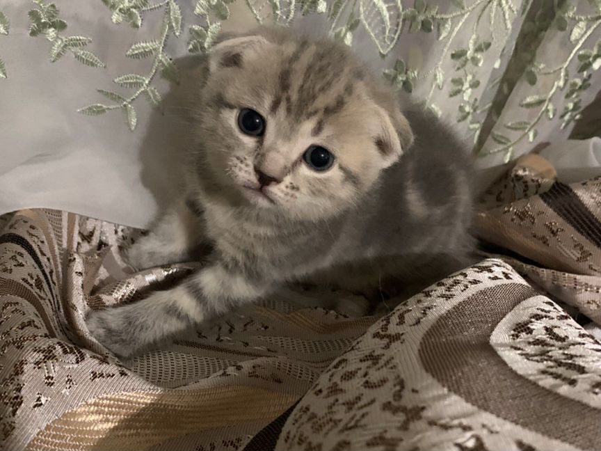 Шотландские вислоухие котята