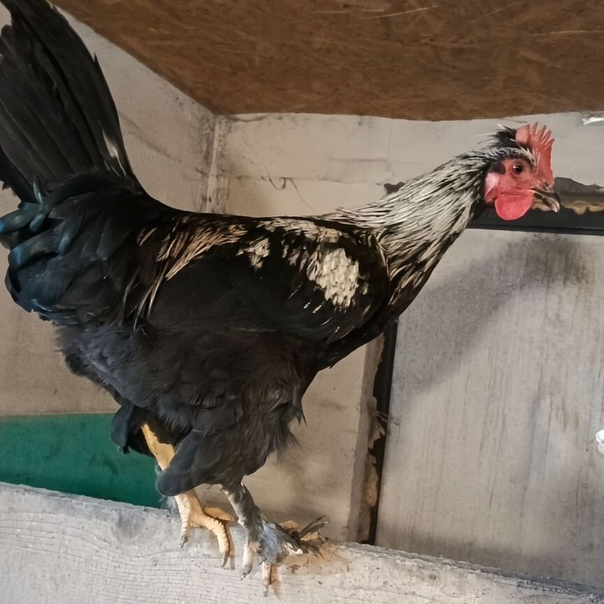 Молодые петушки