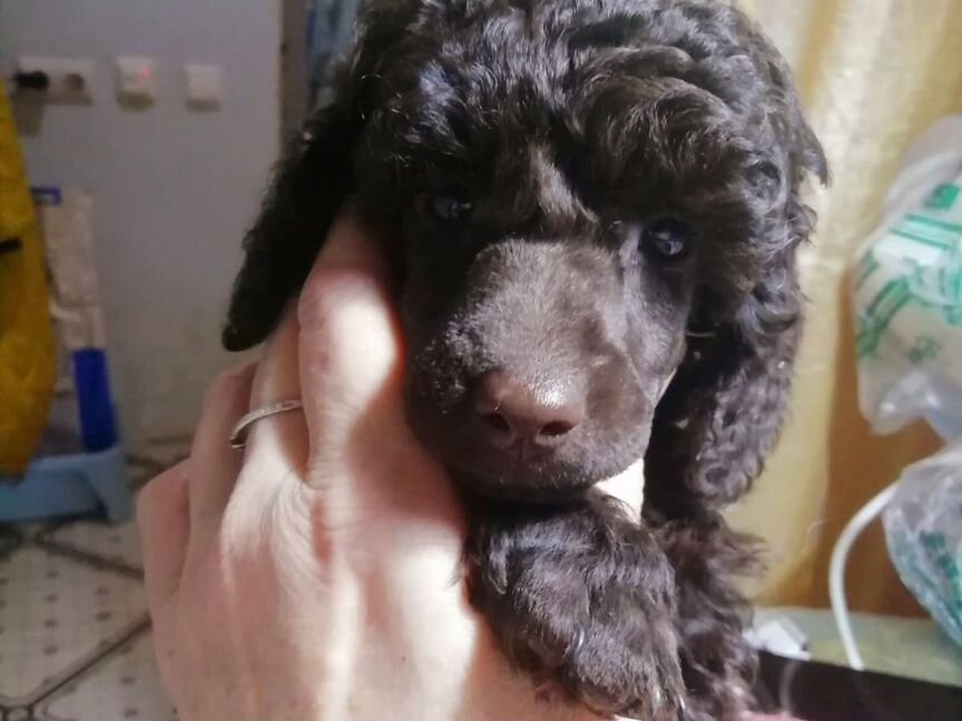 Миниатюрный пудель щенок коричневый