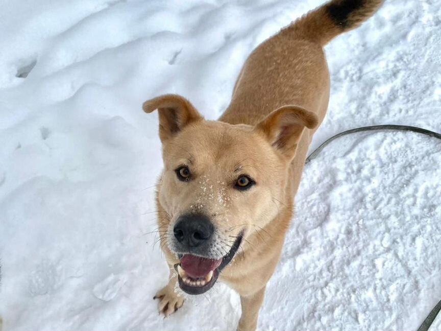 Собака в добрые руки отдам бесплатно из приюта