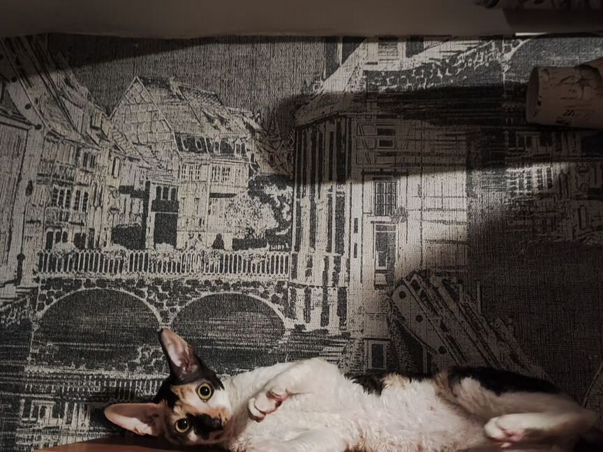 Корниш-рекс кошечка