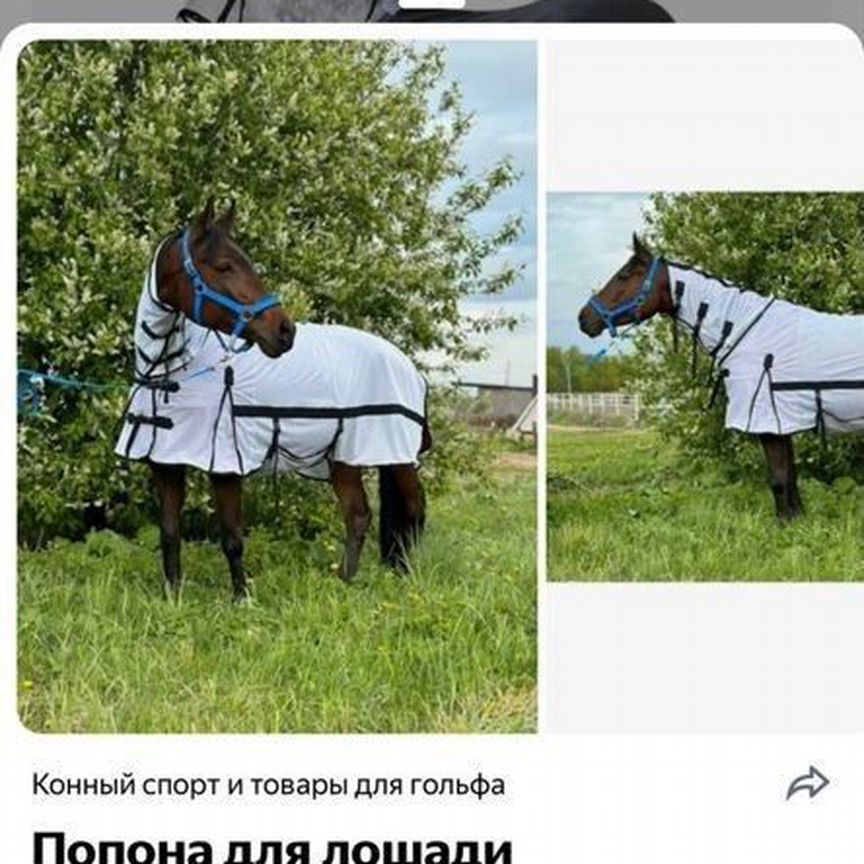 Летняя попона
