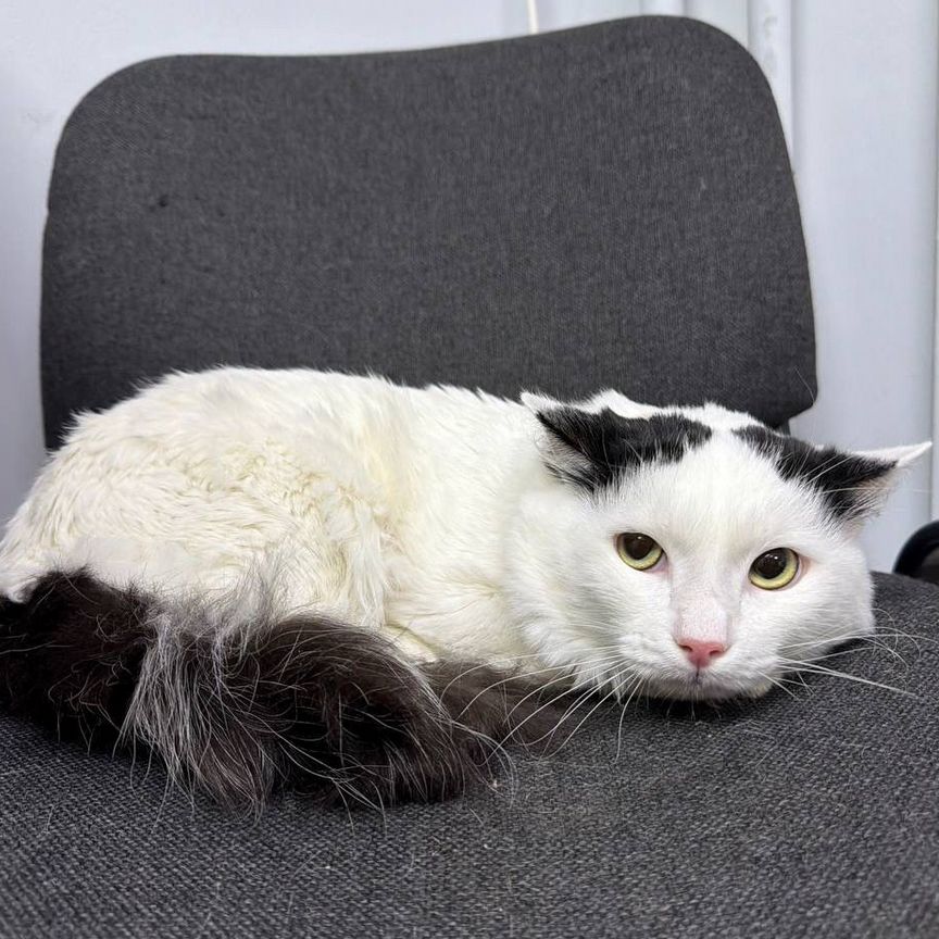 Взрослый кот в добрые руки