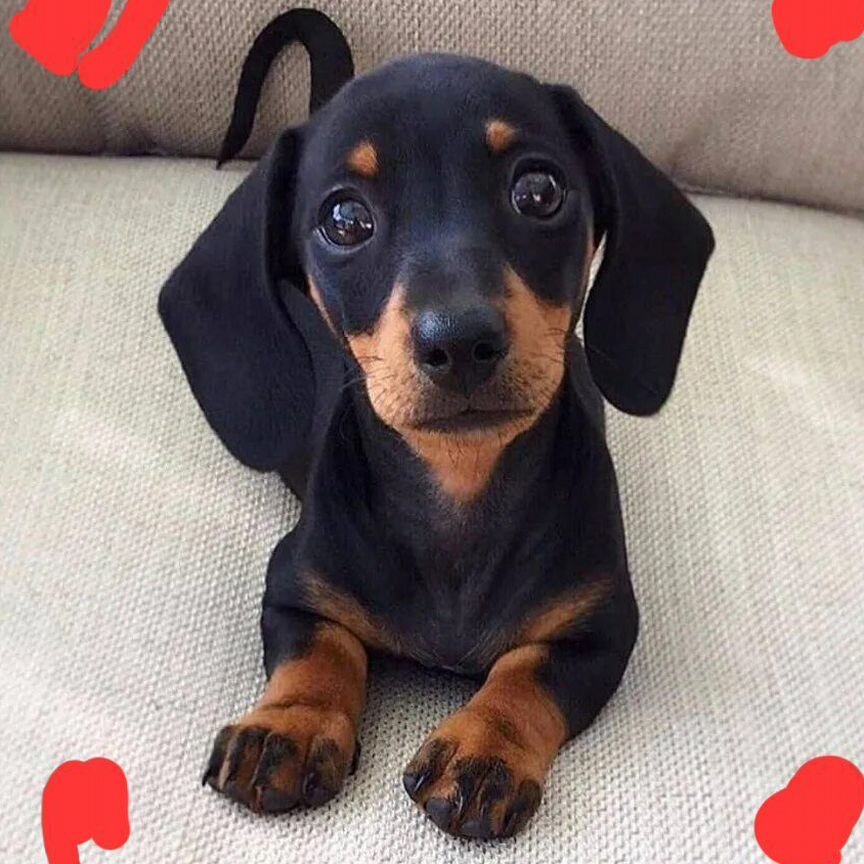 Таксы щенки