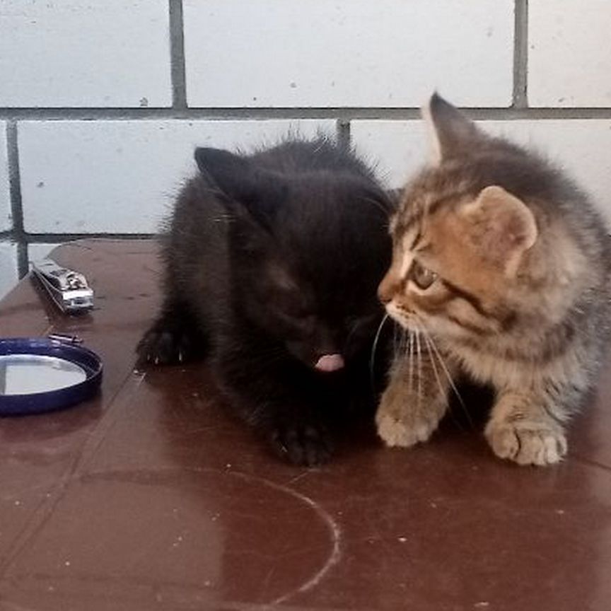 Котята