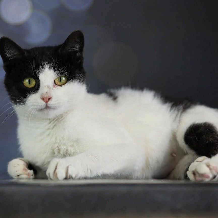 Кошечка 6 месяцев