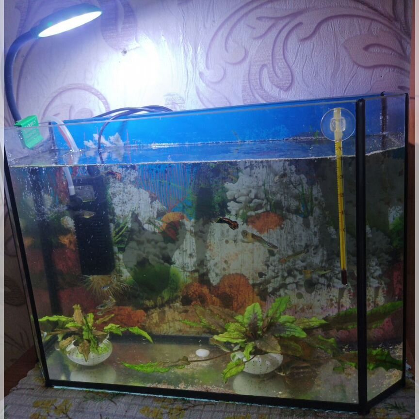 Аквариум с рыбками Гуппи