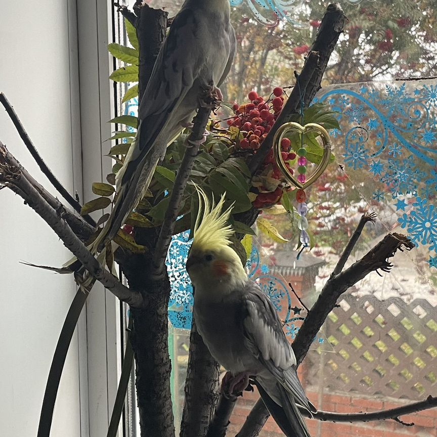 Попугай корелла бесплатно