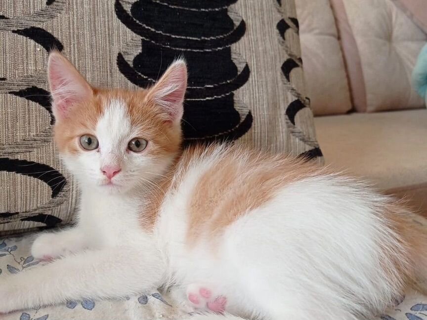 Классный котенок