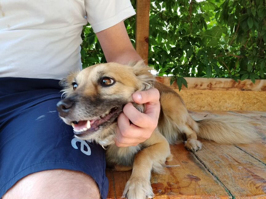 Собака в добрые руки