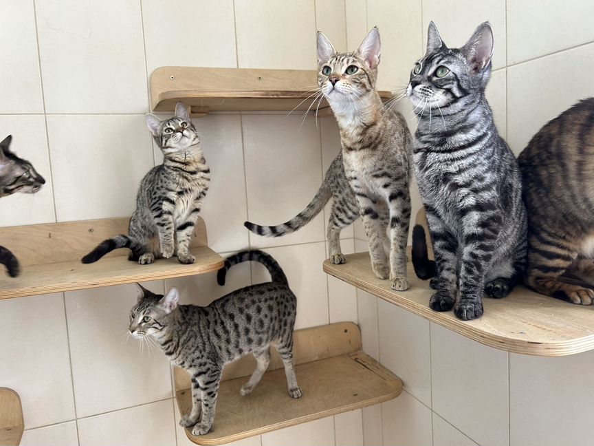 Саванна котята разного окраса