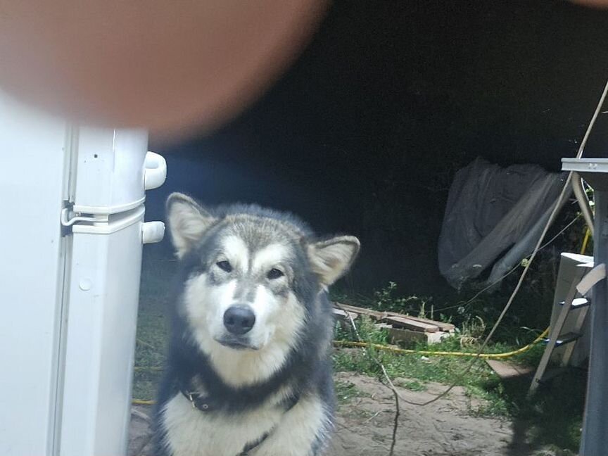 Кабель "Аляский маломут" Хантер ищите сучку