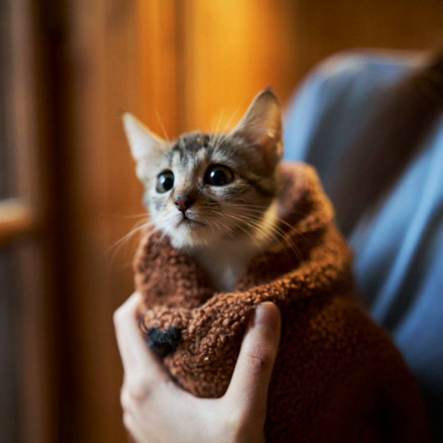 Котёнок в добрые руки