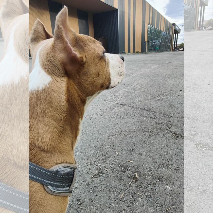 Американский стаффордширский терьер, щенок