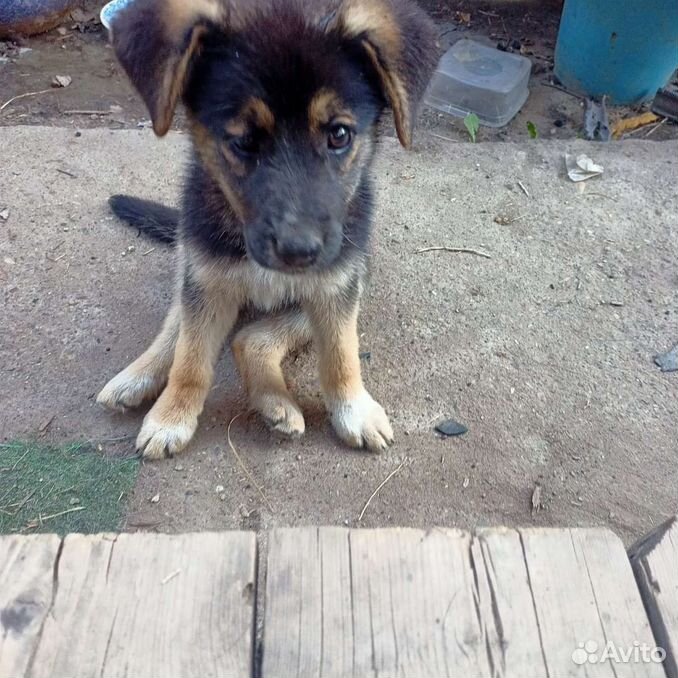 Собака в добрые руки восточно европейская овчарка