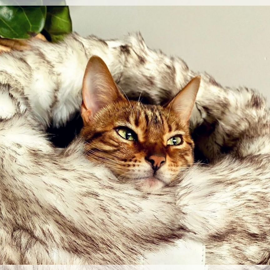 Бенгальские котята