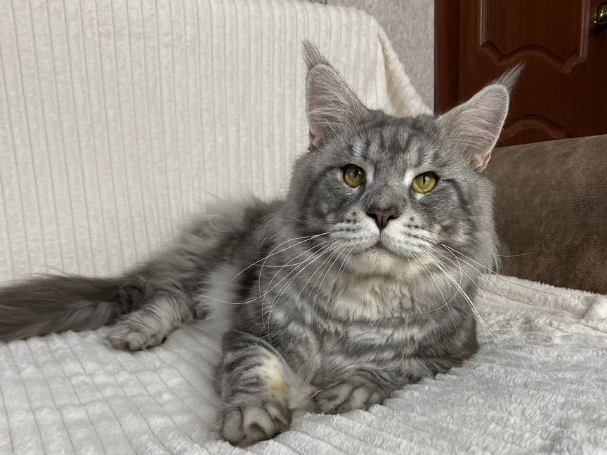 Взрослый серебристый кот мейн кун