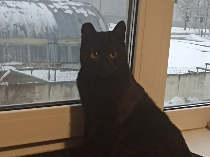 Кошки в добрые руки даром