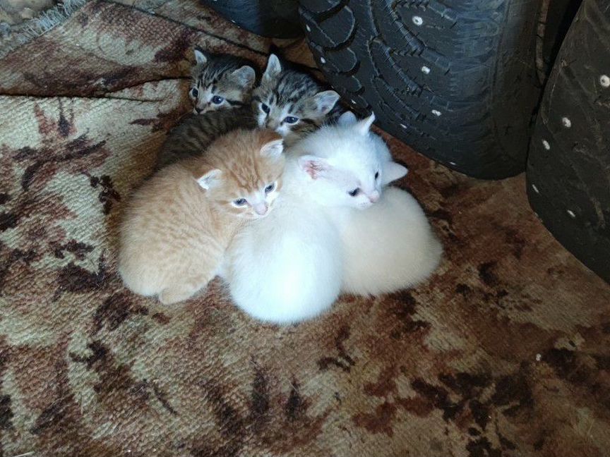 Котенок в дар бесплатно