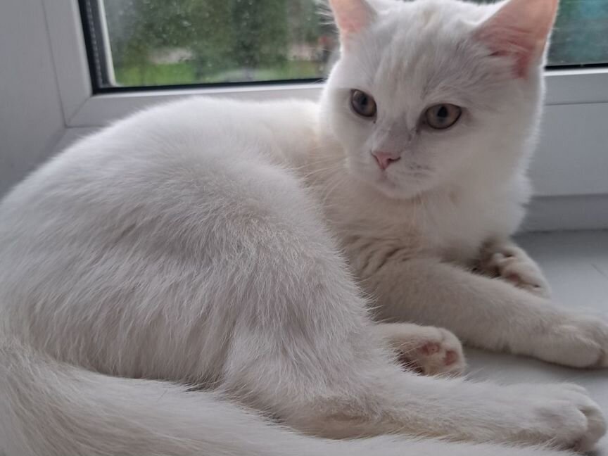 Кошка британка