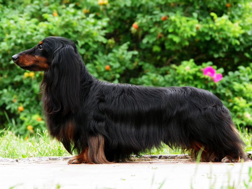 Длинношерстная такса в добрые руки