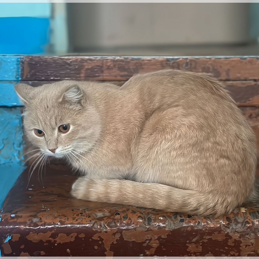 Взрослый кот в добрые руки