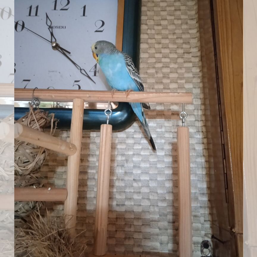 Волнистый попугай