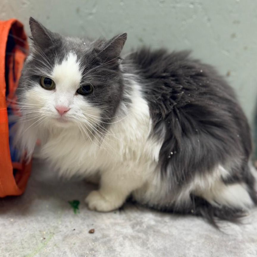 Миленькая кошечка из приюта