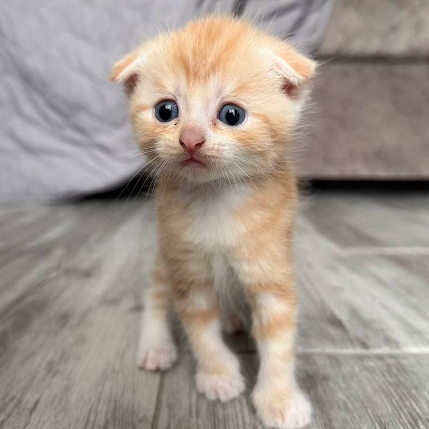 Шотландский вислоухий короткошёрстный котёнок