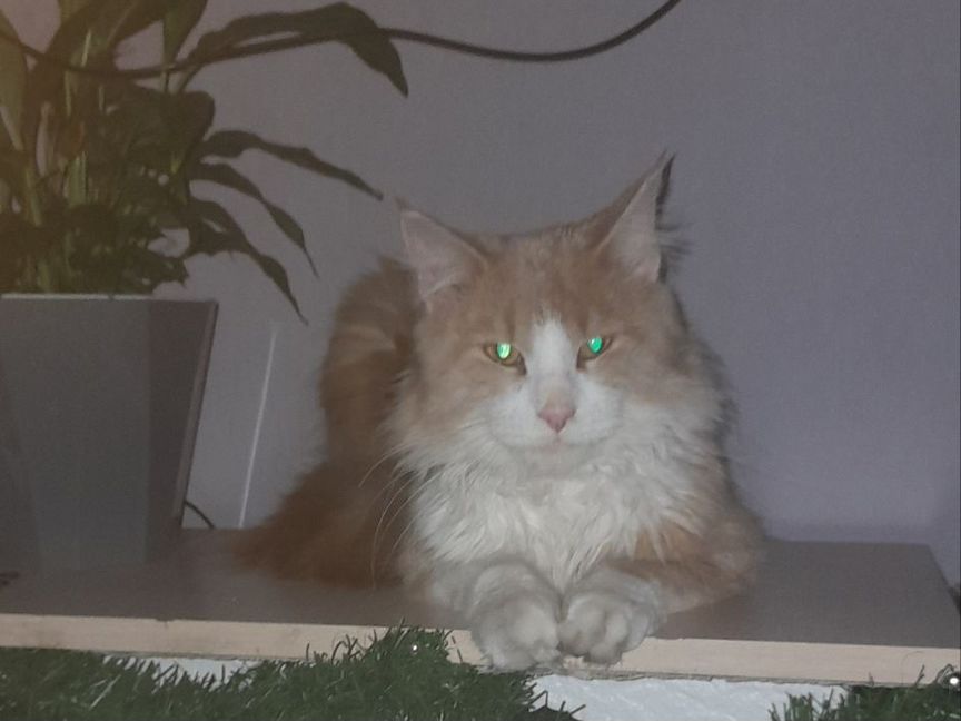 Мэйн кун вязка