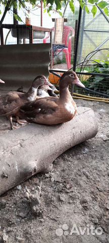 Индоутята подростки