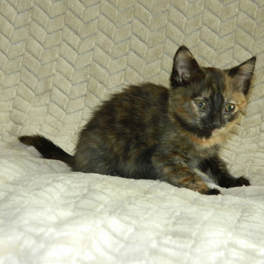 Котенок Софа ищет дом