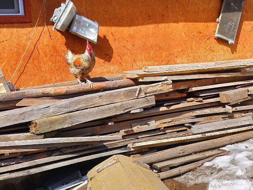 Петух красивый 11месяцев, любит курочек