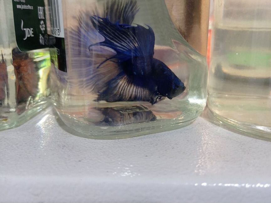 Рыбка петушок