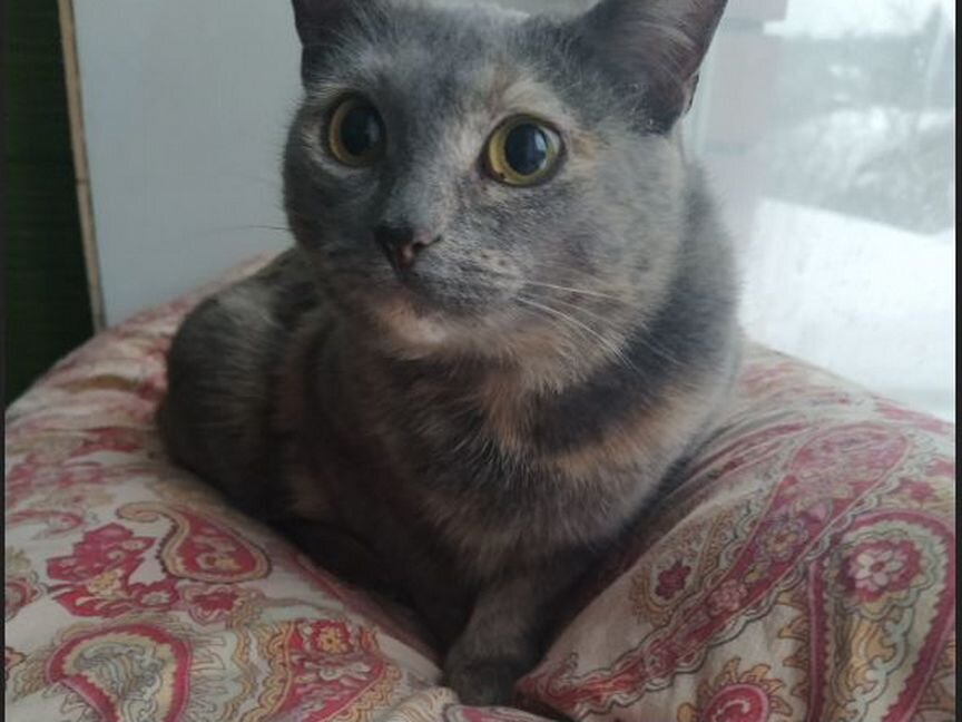 Кошка в дар