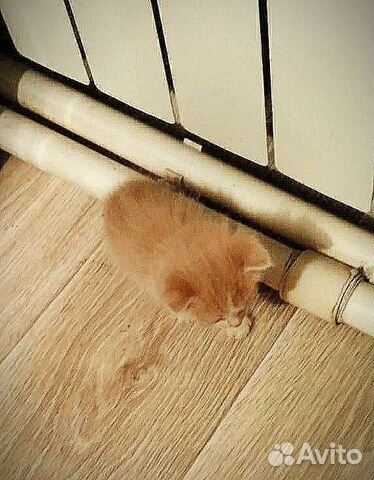 Котенок бобтейл помесь 2 месяца мальчик