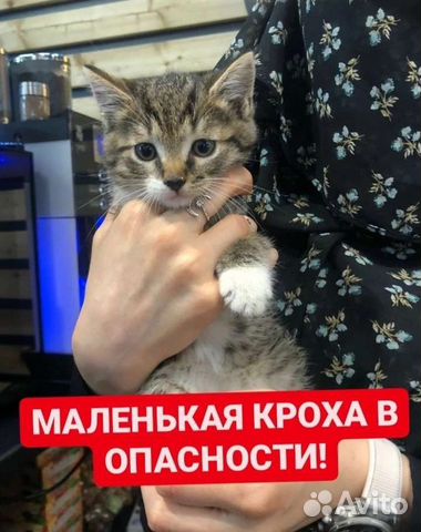 Кроха выживает на рынке