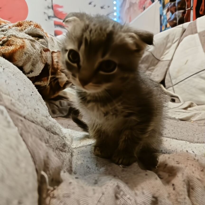 Котёнок в добрые руки