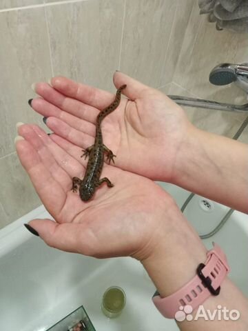 Продам тритона с аквариумом