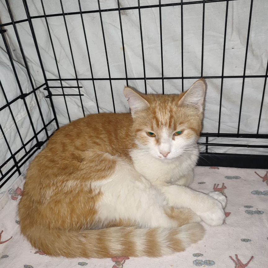 Ванилька ищет и добрые руки