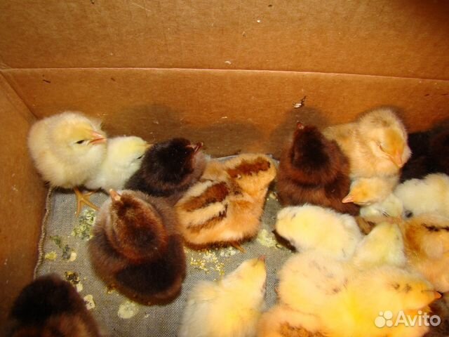 Красота и яйцо